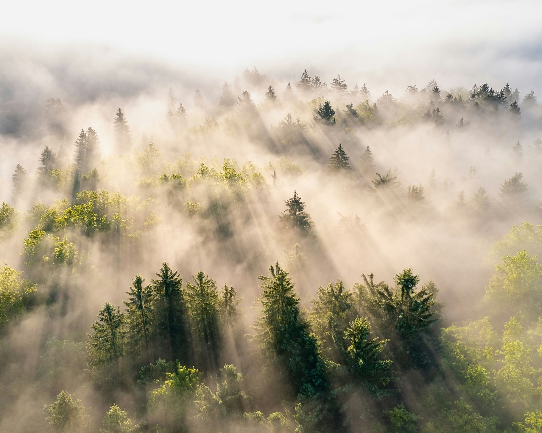 COBALT advises Baltic Green Fund in the expansion of its sustainable ...