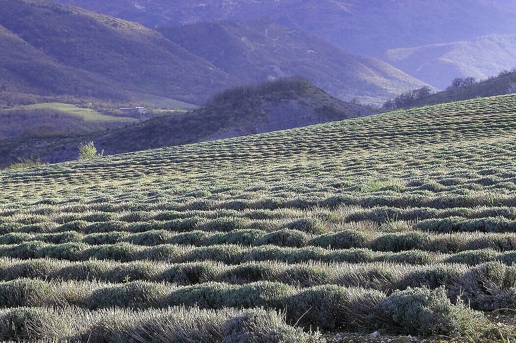 Linas Agro Group acquires Grybai LT: new opportunities and development ...