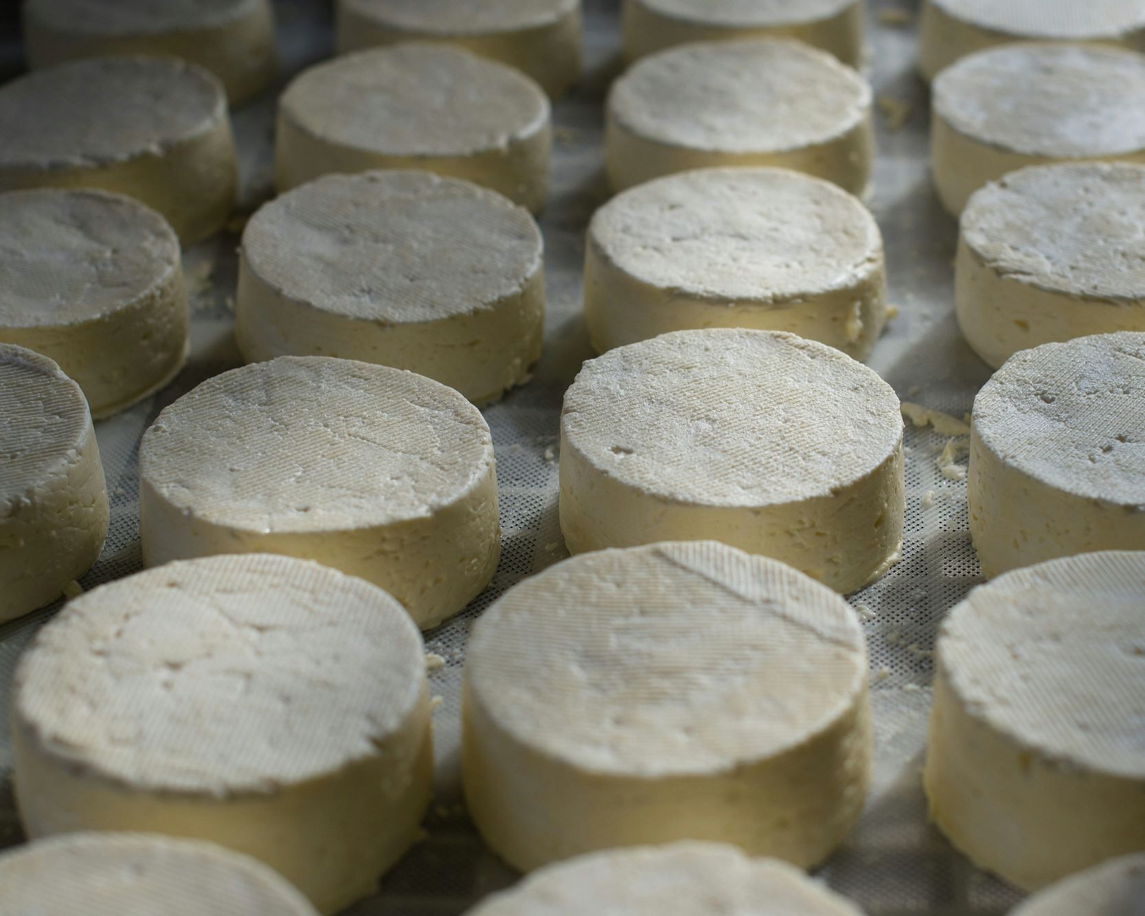 COBALT successfully assisted in the dairy cartel case | COBALT